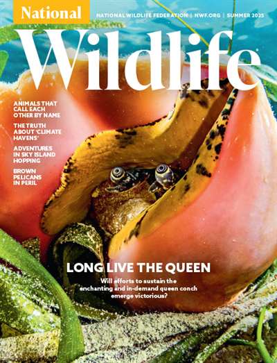 National Wildlife Magazine Subscription Canada