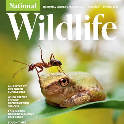 National Wildlife Magazine Subscription Canada
