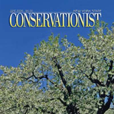 New York Conservationist Magazine Subscription Canada